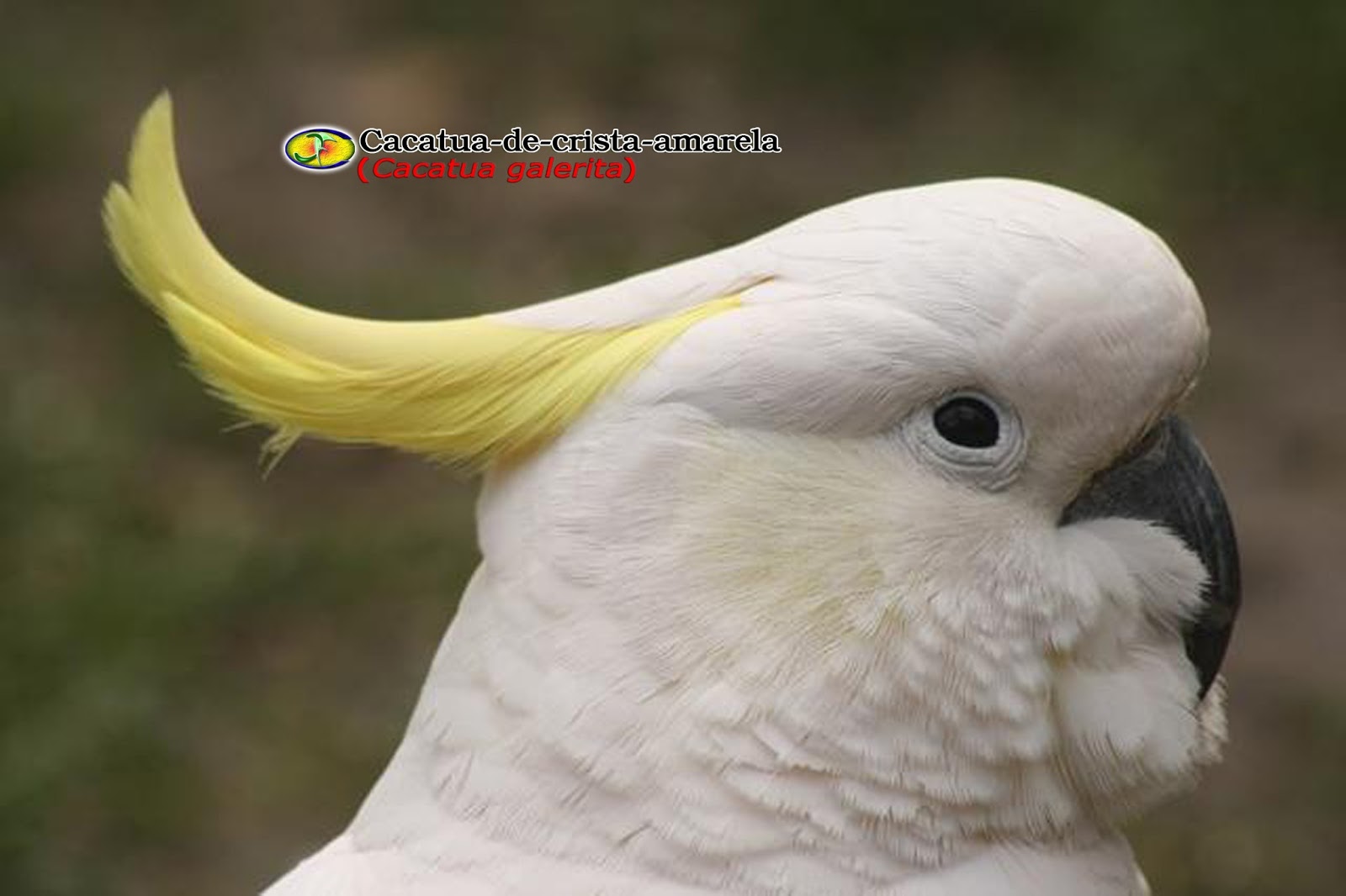 Zoologia: Cacatua-de-crista-amarela (Cacatua galerita)